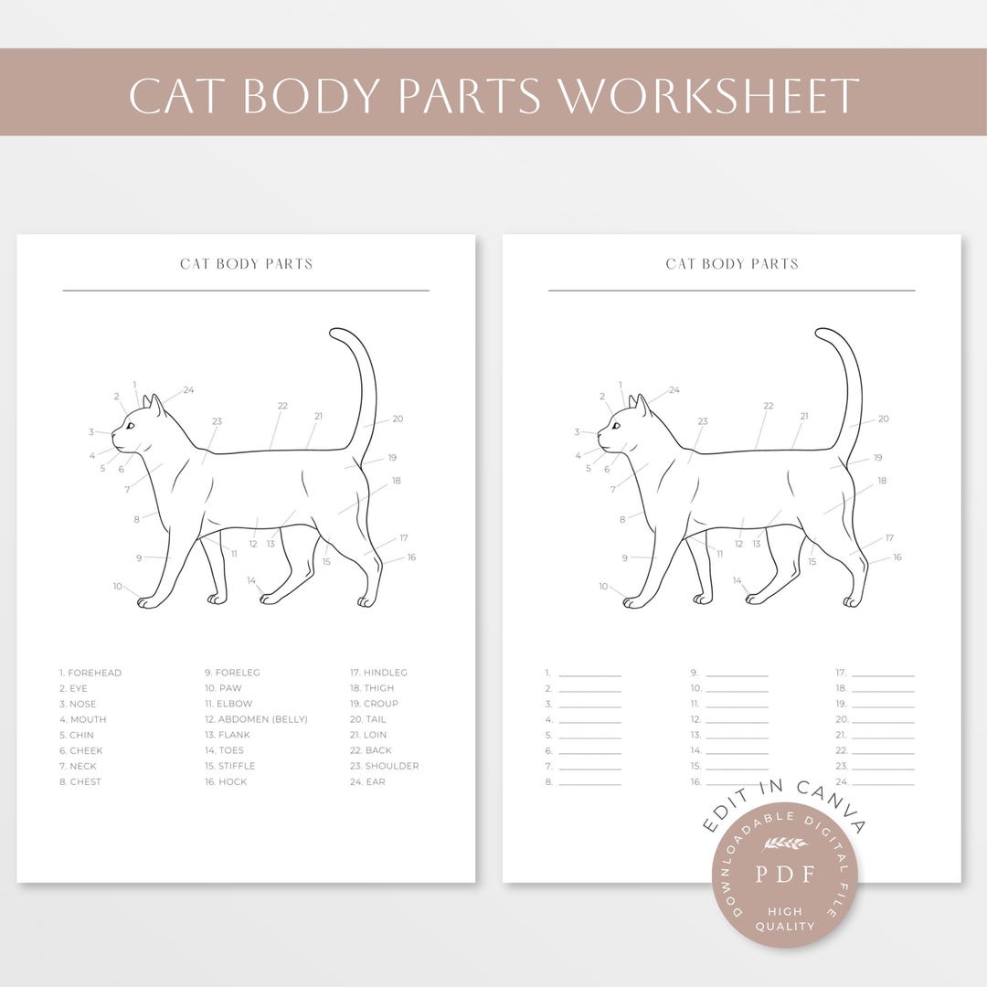 Partes del cuerpo del gato / Anatomía del gato / Hoja de trabajo felina ...