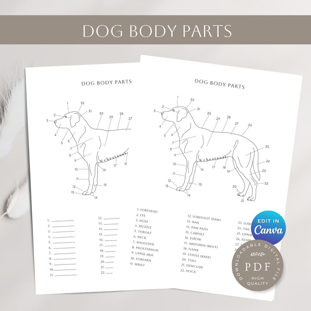 Dog Body Parts | Dog Anatomy | Canine Worksheet | Dog Body Worksheet ...
