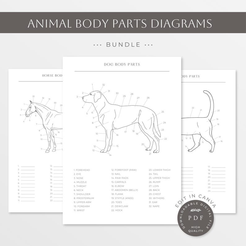 Animal Body Parts Diagram Bundle | Dog Anatomy | Cat Anatomy | Horse ...