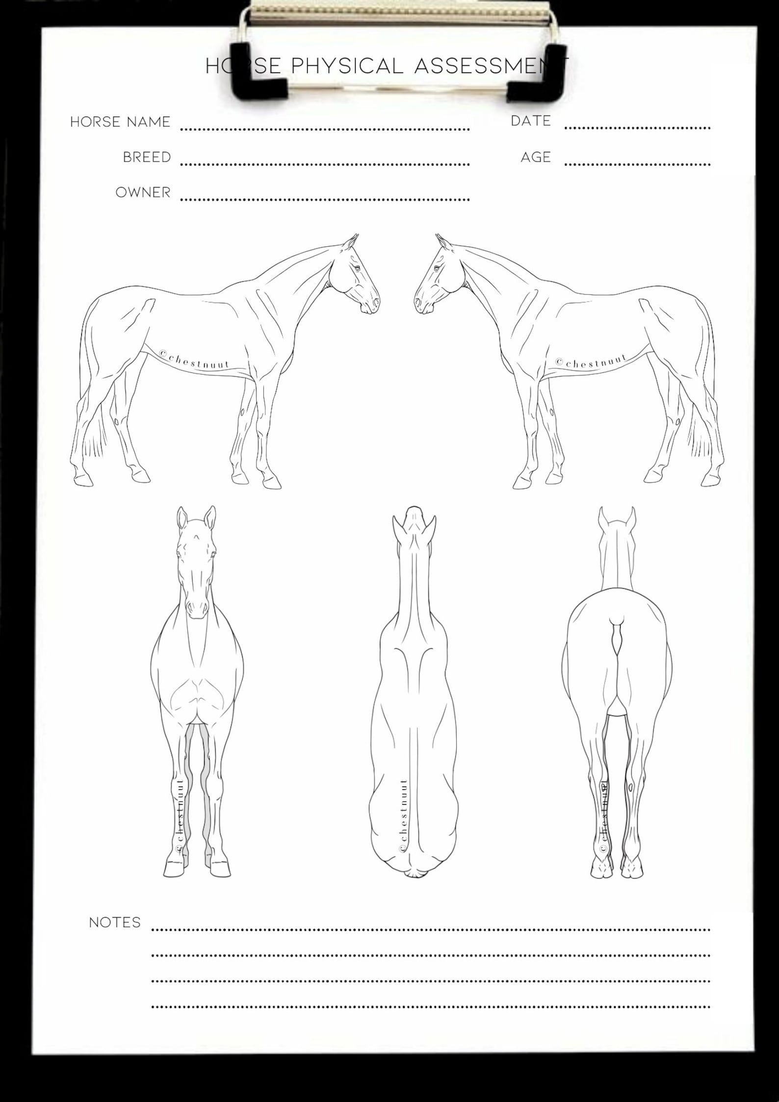 Horse Physical Assessment Form Horse Bodywork Equine Form Horse Anatomy ...