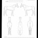 Horse Physical Assessment Form Horse Bodywork Equine Form Horse Anatomy ...
