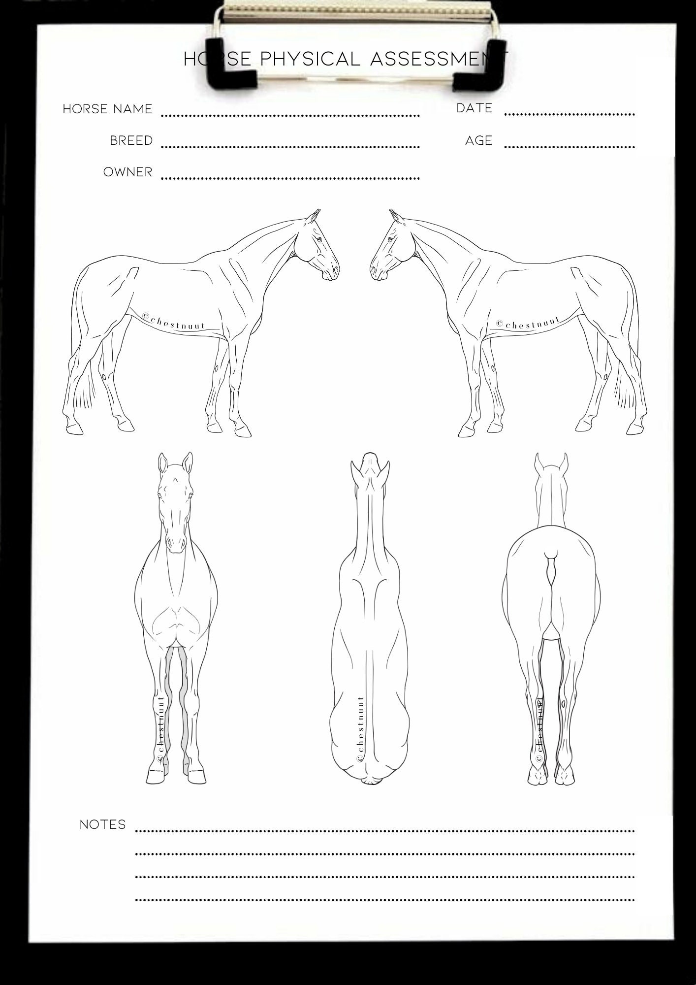 Horse Physical Assessment Form Horse Bodywork Equine Form Horse Anatomy ...