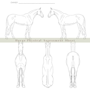 Horse Physical Assessment Form | Horse Bodywork | Equine Form | Horse ...