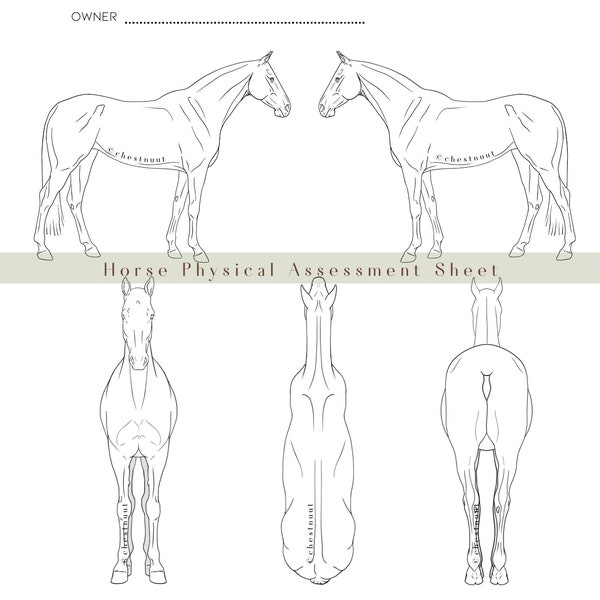 Horse Anatomy - Etsy