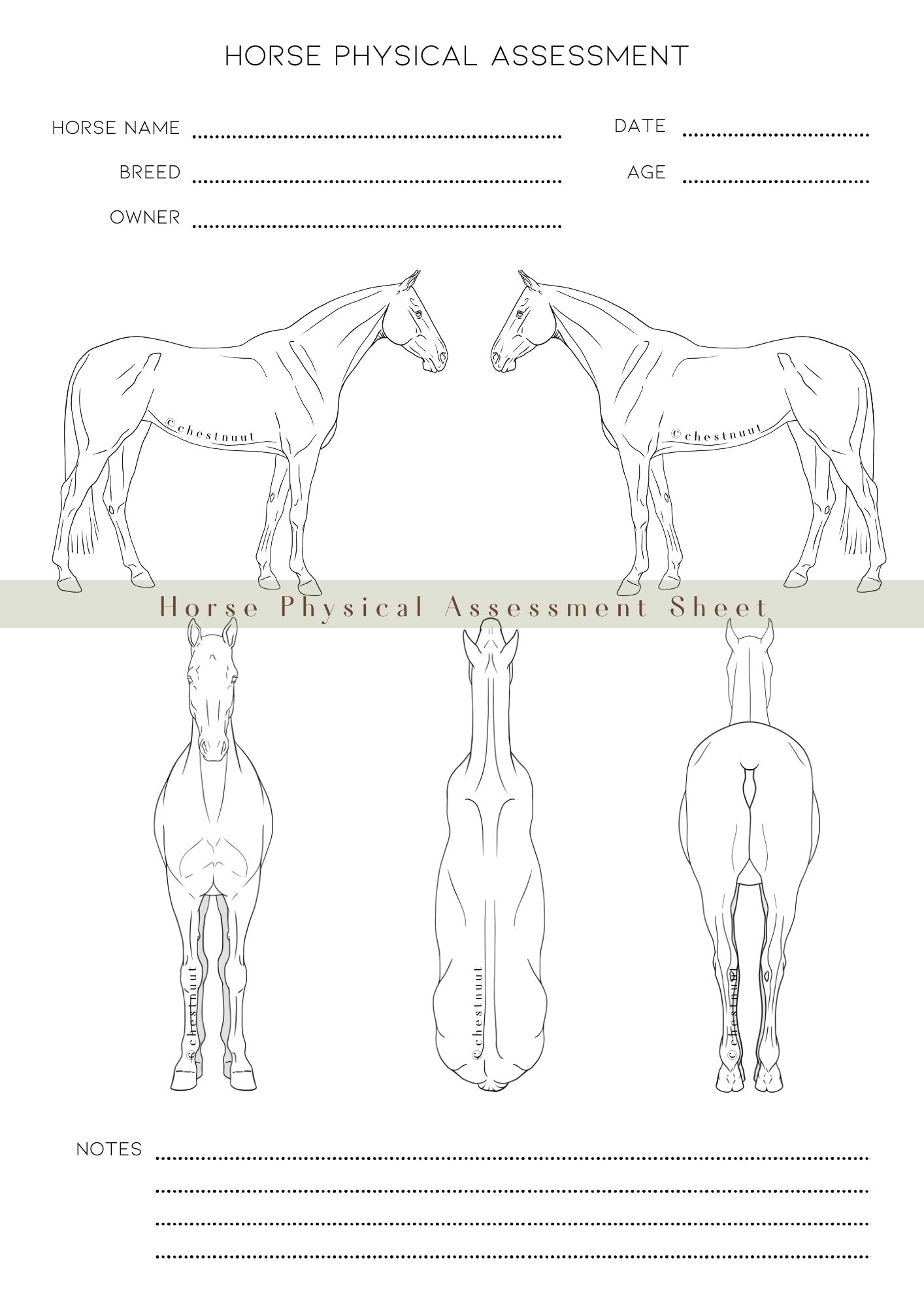 Horse Physical Assessment Form Horse Bodywork Equine Form Horse Anatomy ...