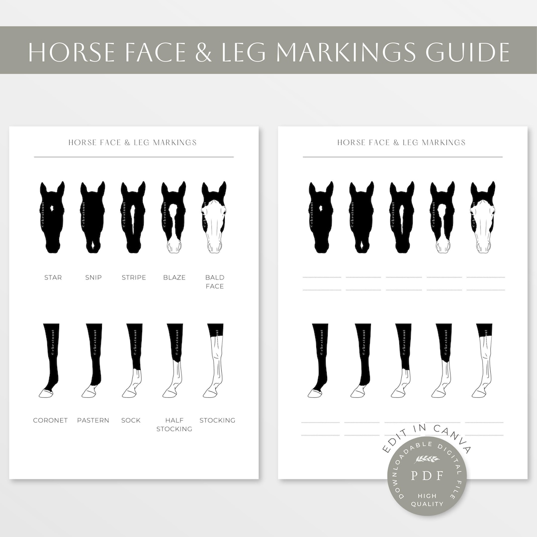 Horse Face and Leg Markings Guide | Printable Horse Markings Worksheet ...