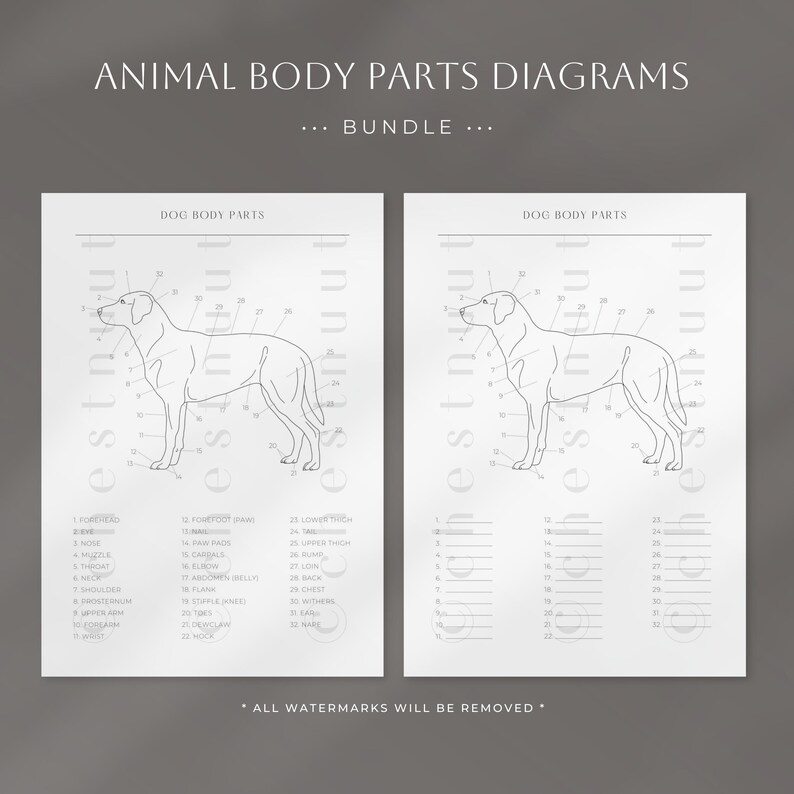 Animal Body Parts Diagram Bundle | Dog Anatomy | Cat Anatomy | Horse ...