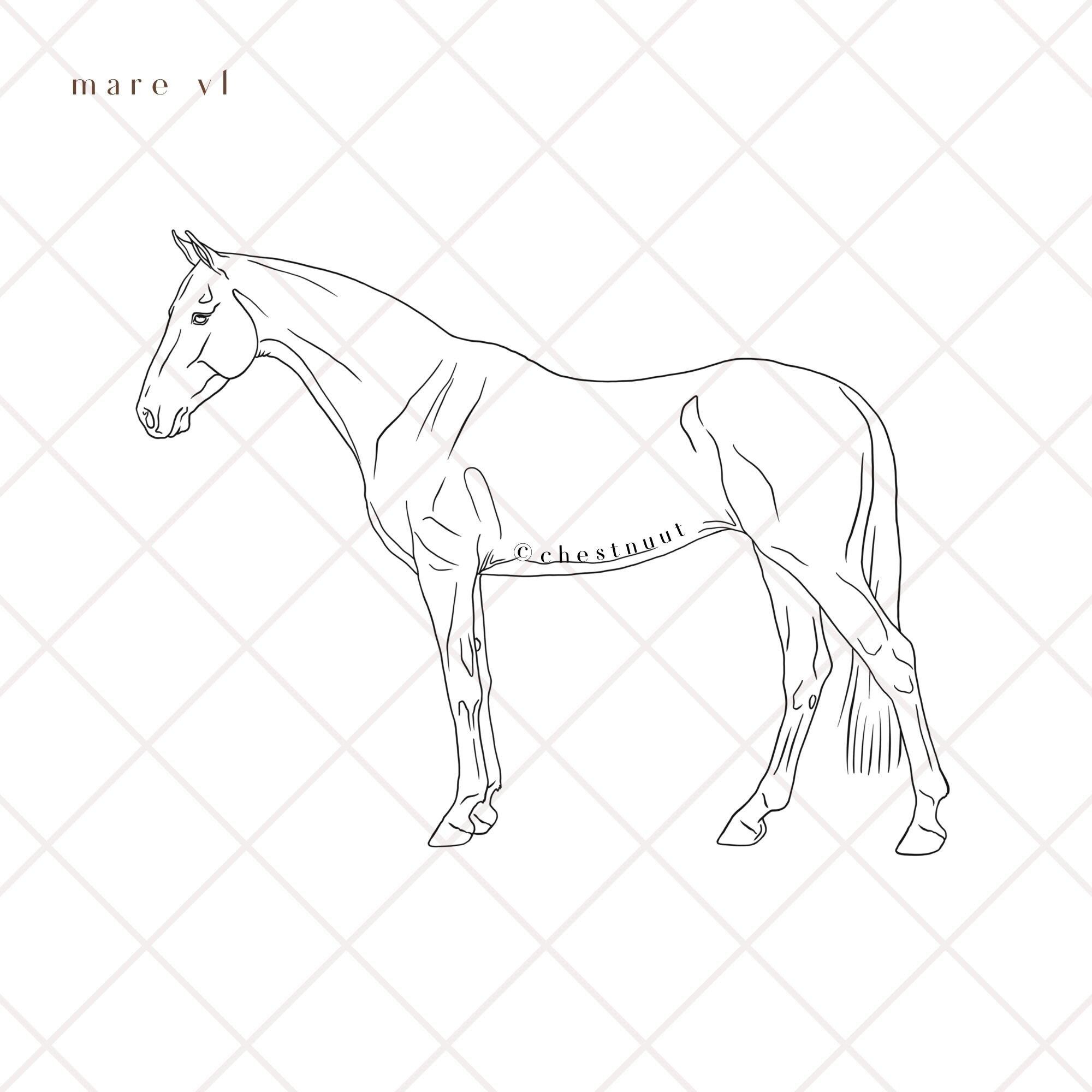 Horse Line Art Basic Standing Horse Bundle Outline Vector Handmade ...