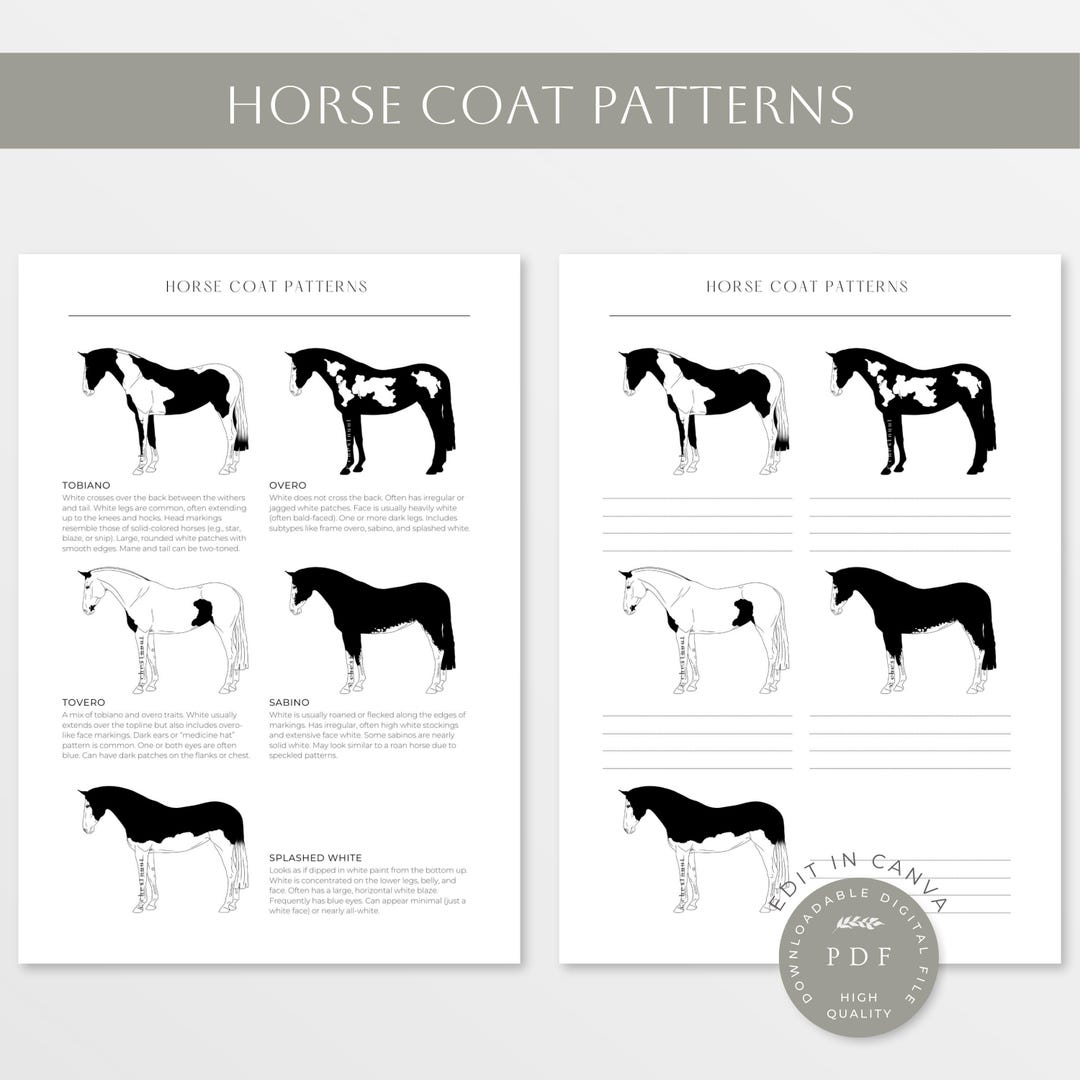 Paint Horse Coat Patterns Chart | Equine Color Genetics Worksheet | Horse Markings Guide ...