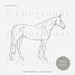 Horse Line Art Bundle V.3 | Standing Horse Illustration | Equine Art ...