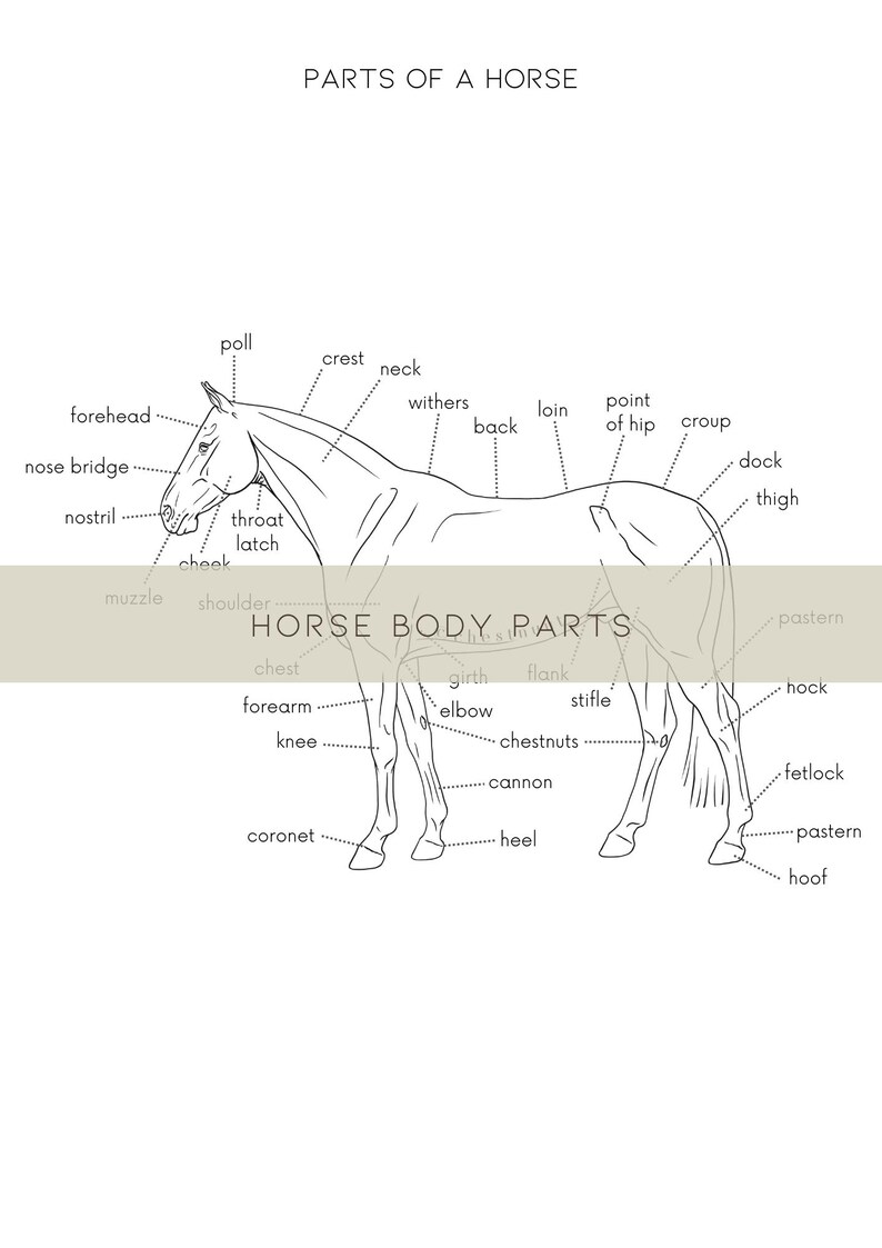 Horse Body Parts | Horse Anatomy | Equine Worksheet | Horse Body ...