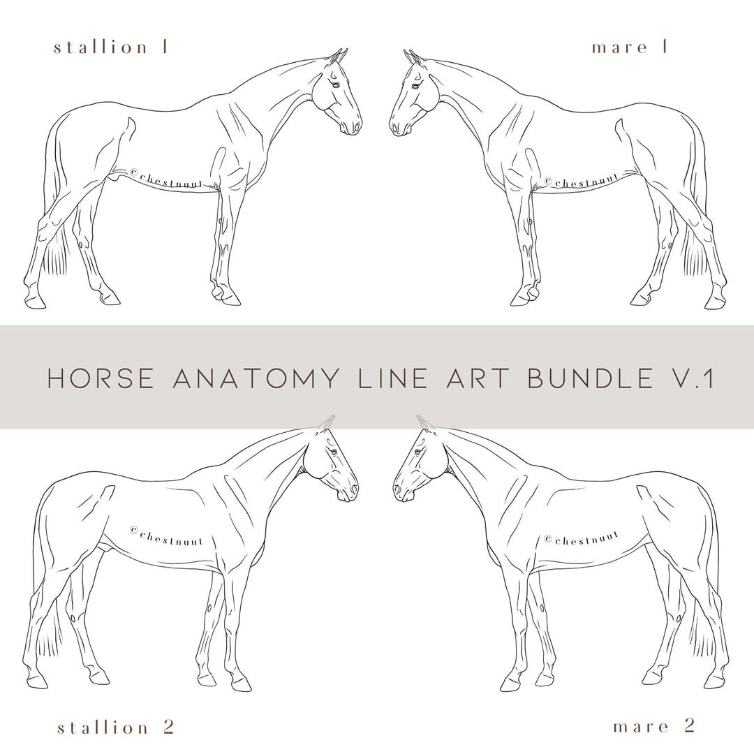 Horse Anatomy Line Art Bundle V.1 | Standing Horse Illustration ...