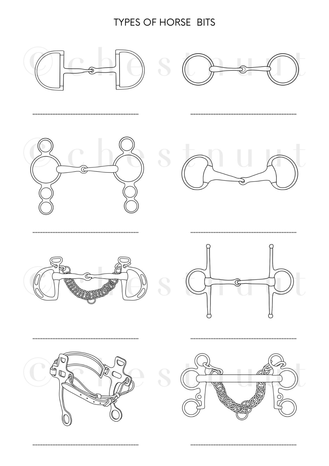 Horse Bridle Bits Equine Worksheet Horse Bits Types of Bits Equine ...