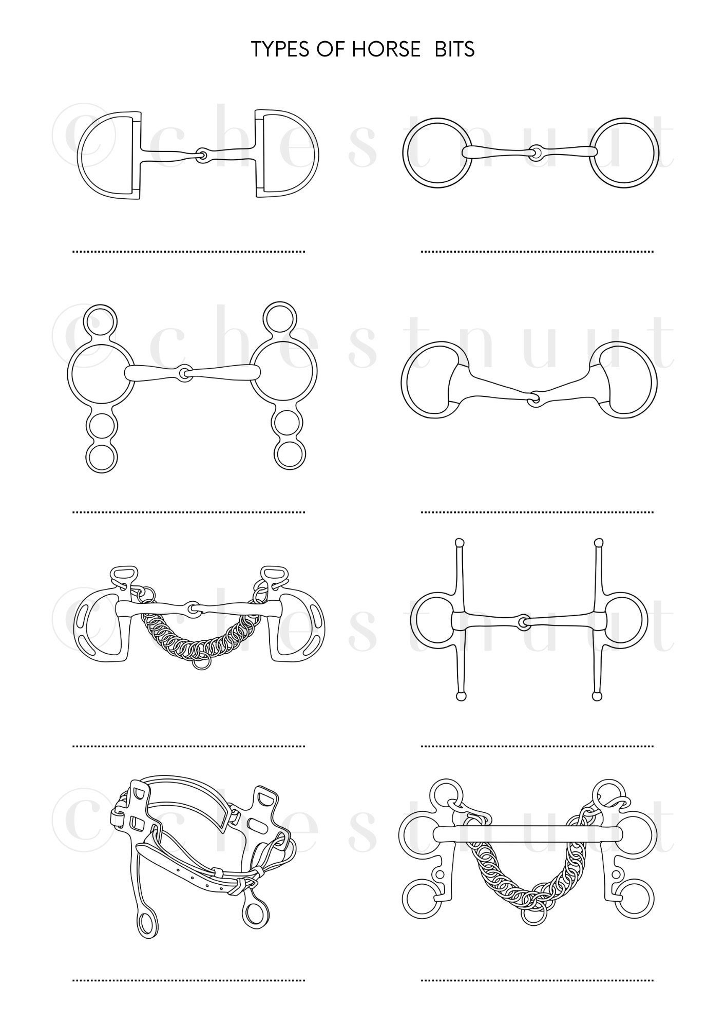 Horse Bridle Bits Equine Worksheet Horse Bits Types of Bits Equine ...