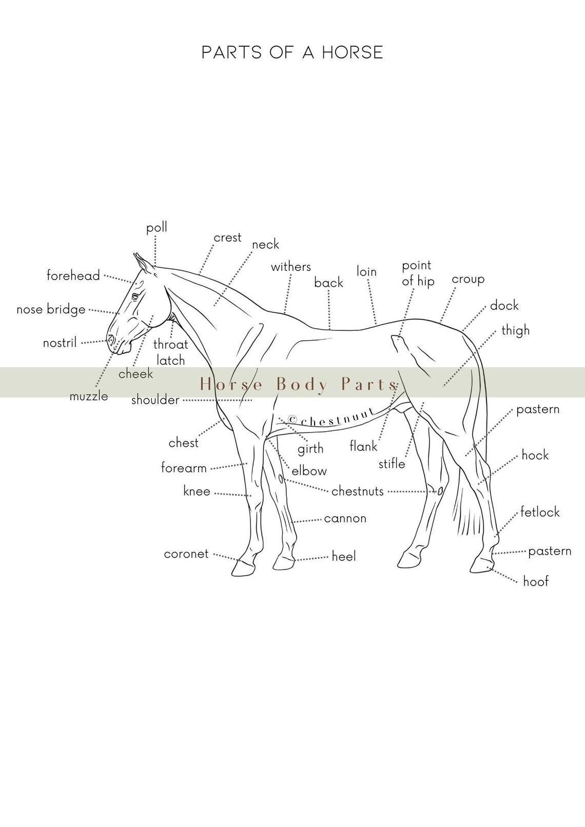 Horse Body Parts Horse Anatomy Equine Worksheet Horse Body Worksheet ...
