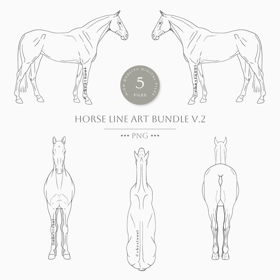 Horse Line Art Bundle V.2 | Standing Full Body Horse Illustration ...