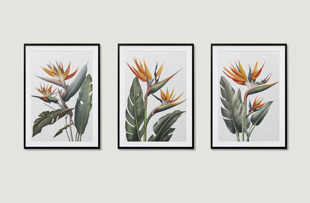 Bird of Paradise | Set of 3 | Botanical Art | Wall Art | Digital Print ...