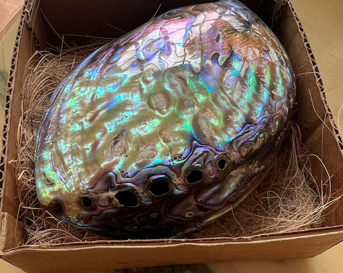 Nautilus Shell Rare Deep Sea Shell Specimen Tiger Stripped With Display ...