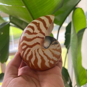 Nautilus Shell Rare Deep Sea Shell Specimen - Etsy UK