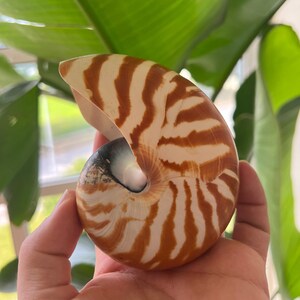 Nautilus Shell Rare Deep Sea Shell Specimen - Etsy