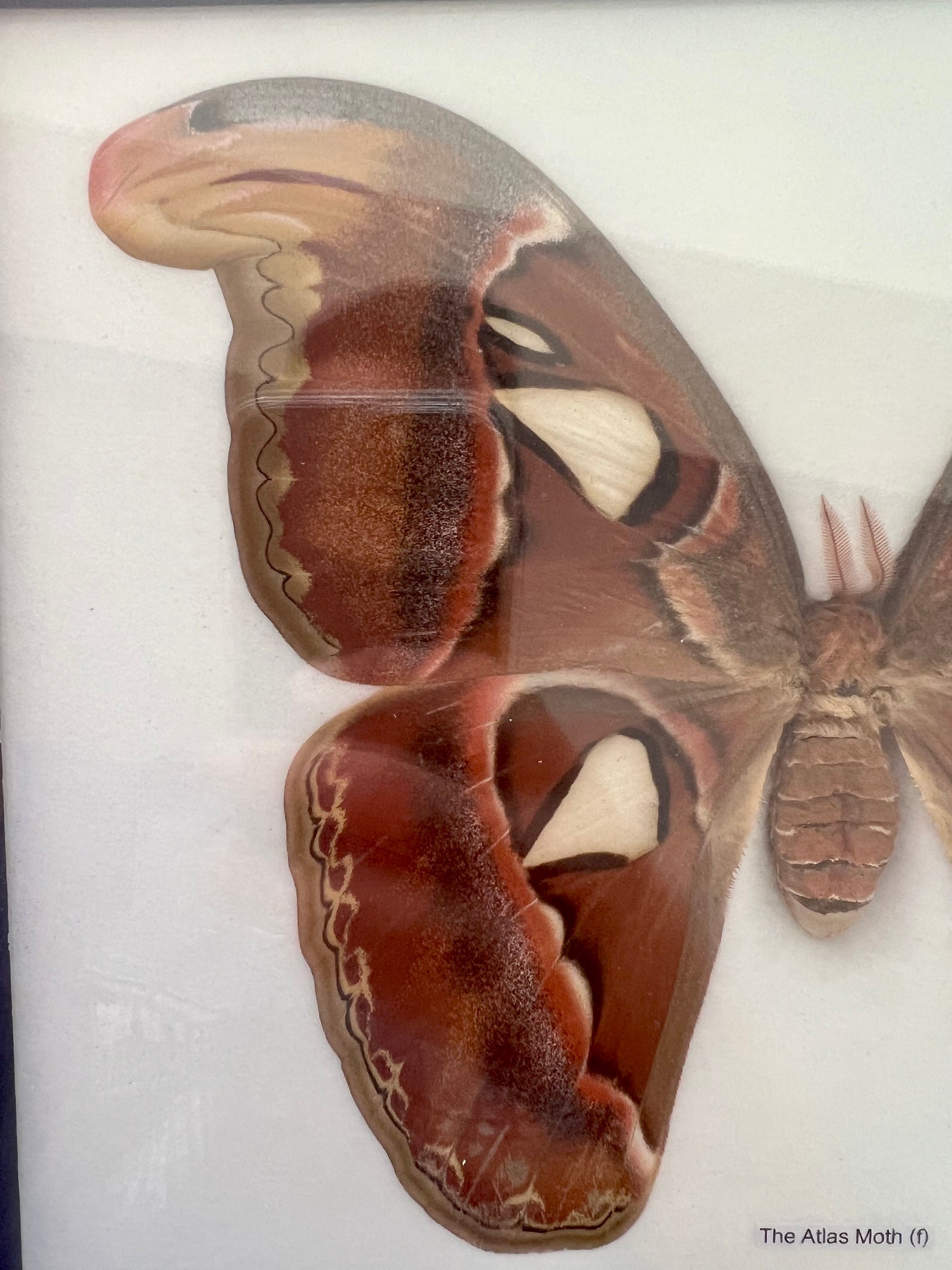 Giant Atlas Moth Wall Frame Decoration Real Butterfly Glass Wall Frame ...
