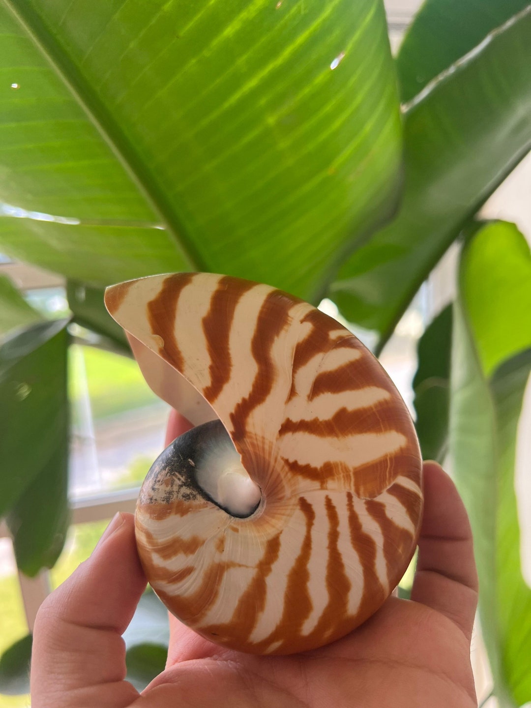 Nautilus Shell Rare Deep Sea Shell Specimen - Etsy