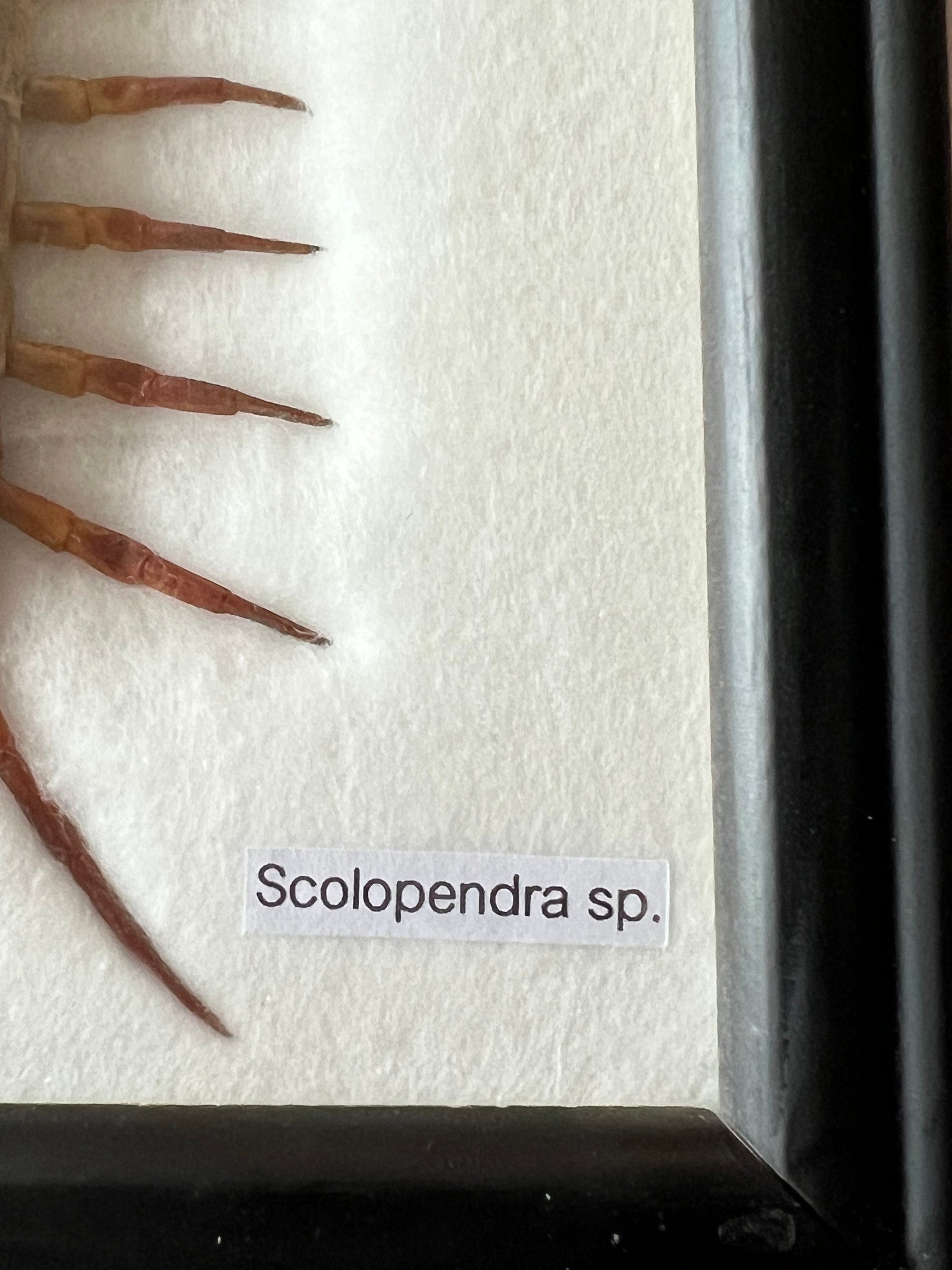 Giant Centipede Wall Frame Horror Movie Decor Theme Ideas - Etsy