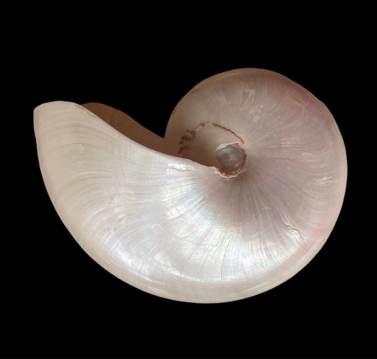 Nautilus Pearl Polished Shell Rare Deep Sea Shell Specimen - Etsy