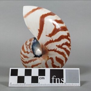Nautilus Shell Rare Deep Sea Shell Specimen Tiger Stripped With Display ...