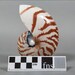 Nautilus Shell Rare Deep Sea Shell Specimen Tiger Stripped With Display ...