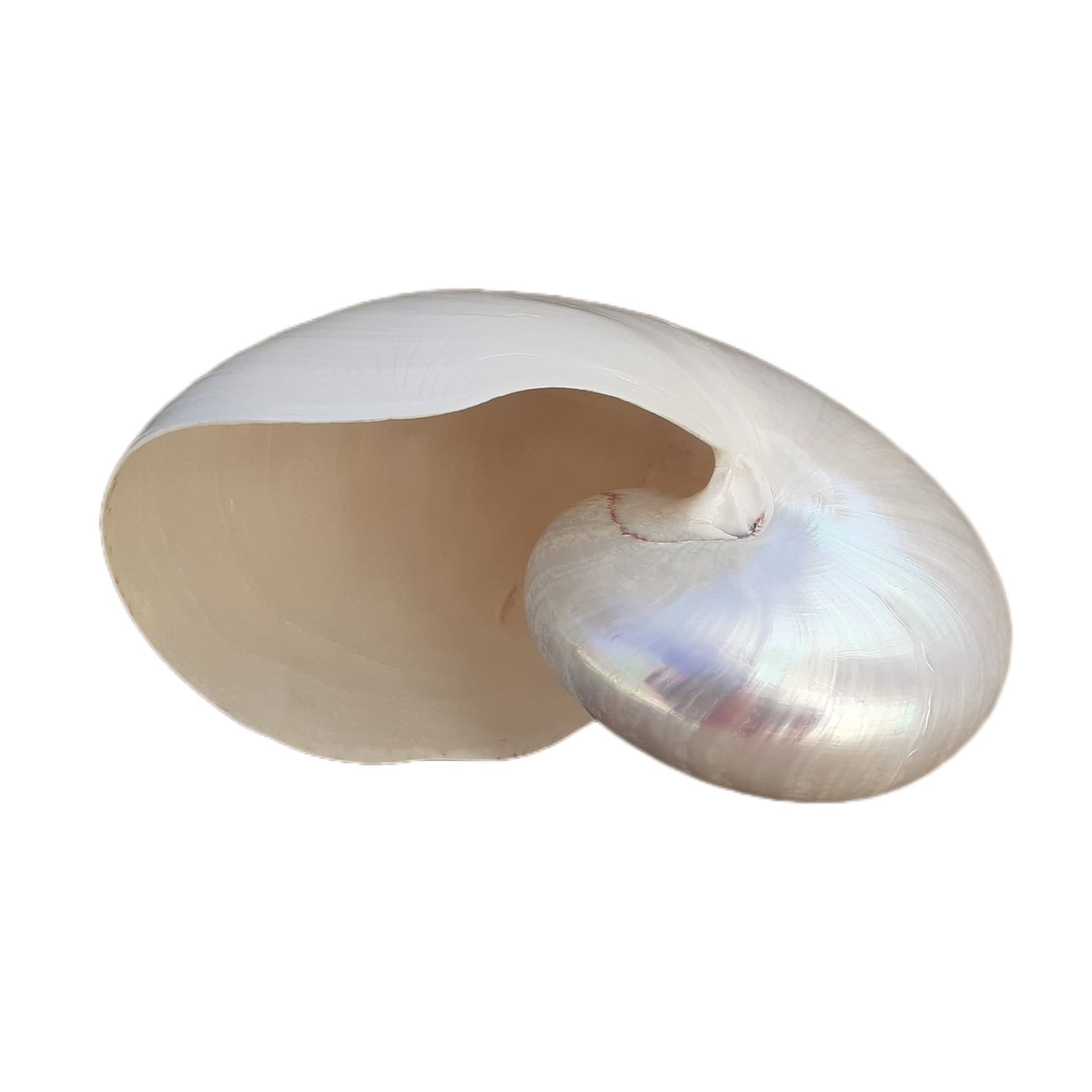 Nautilus Polished Seashell - 12 / 13 Cm - Luxury Decor Piece - Living ...