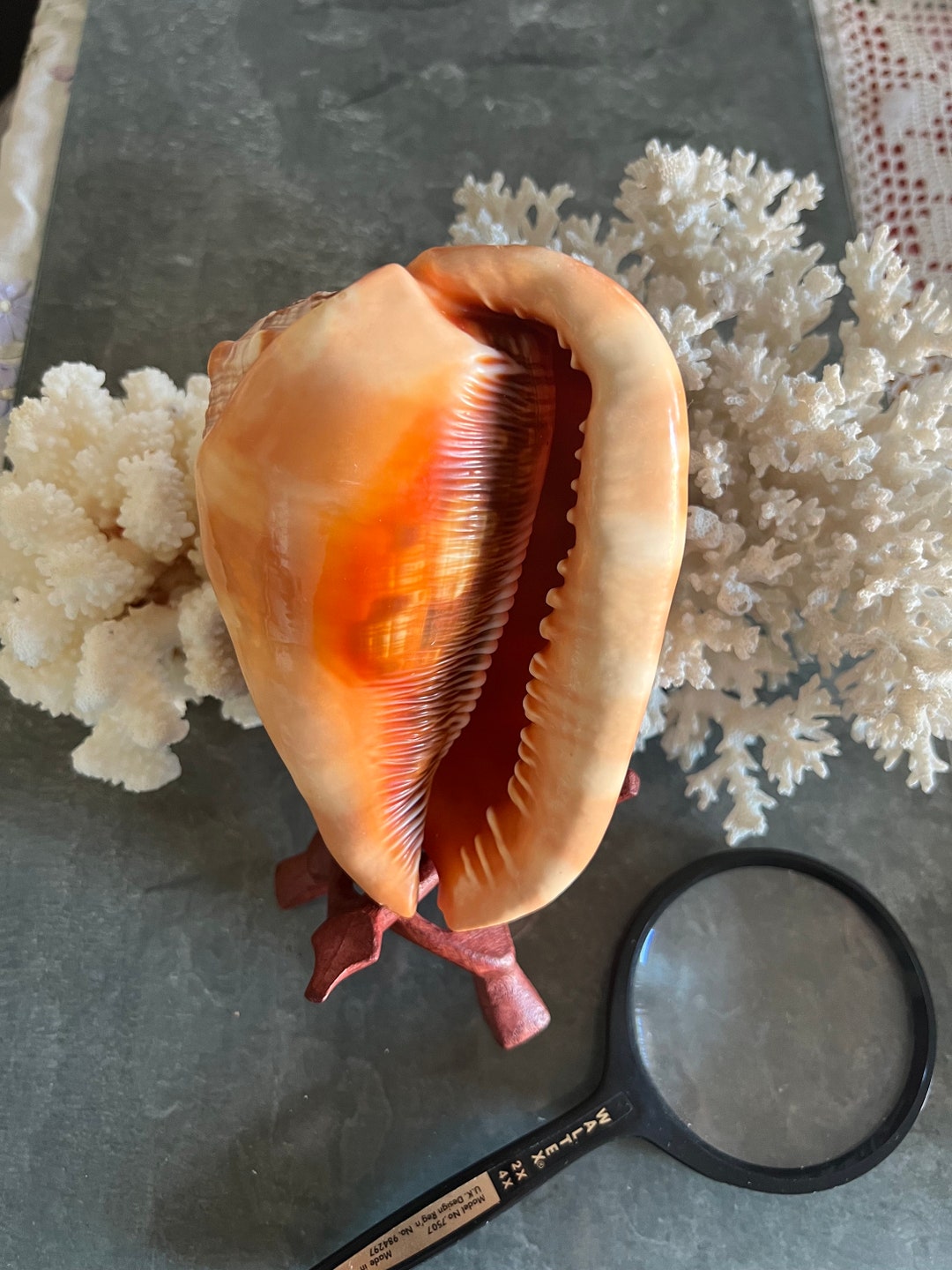 Bullmouth Cassis Rufa Large Seashell - Rare Large Conch - Premium ...