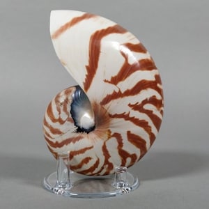 Nautilus Shell Rare Deep Sea Shell Specimen Tiger Stripped With Display ...