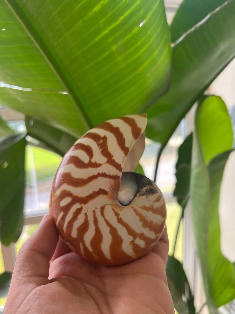Nautilus Shell Rare Deep Sea Shell Specimen - Etsy