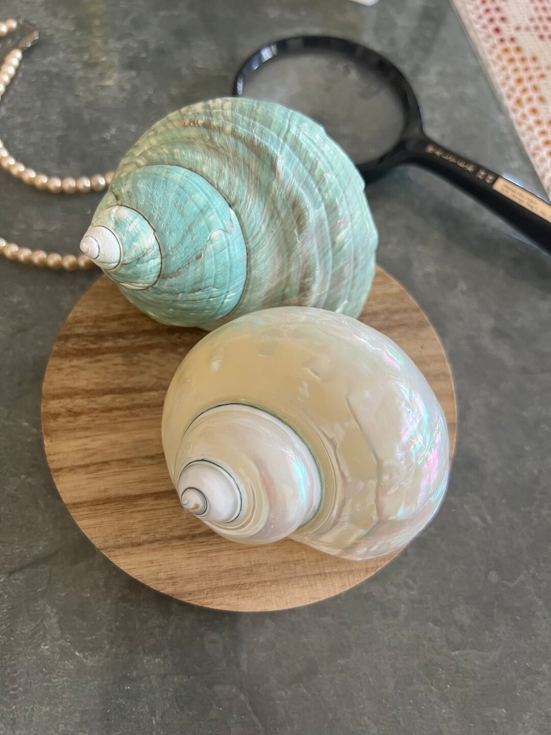 Imperial Turban Seashell: Green & White Ocean Decor (11cm) - Etsy