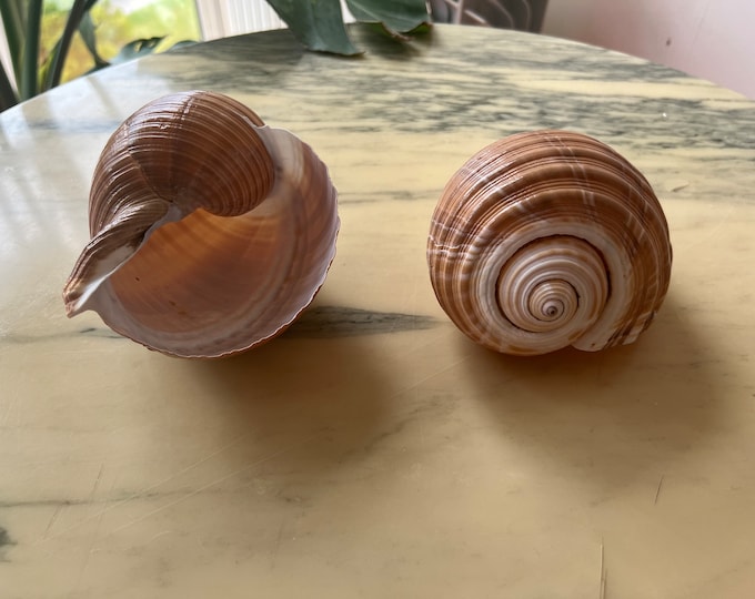 Nautilus Shell - Rare Deep Sea Shell Specimen - Tiger Stripped With ...