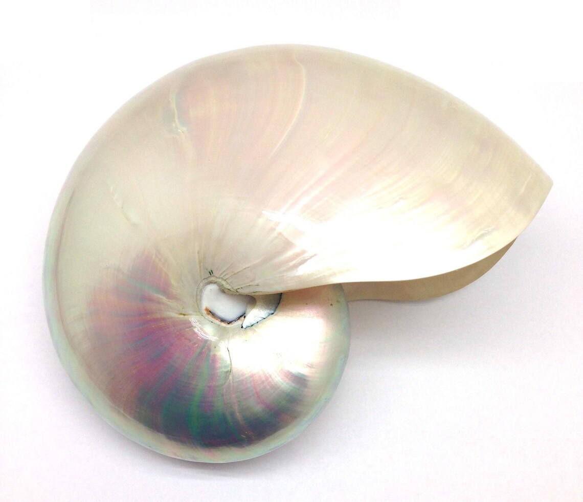 Nautilus Polished Seashell - 12 / 13 Cm - Luxury Decor Piece - Living ...