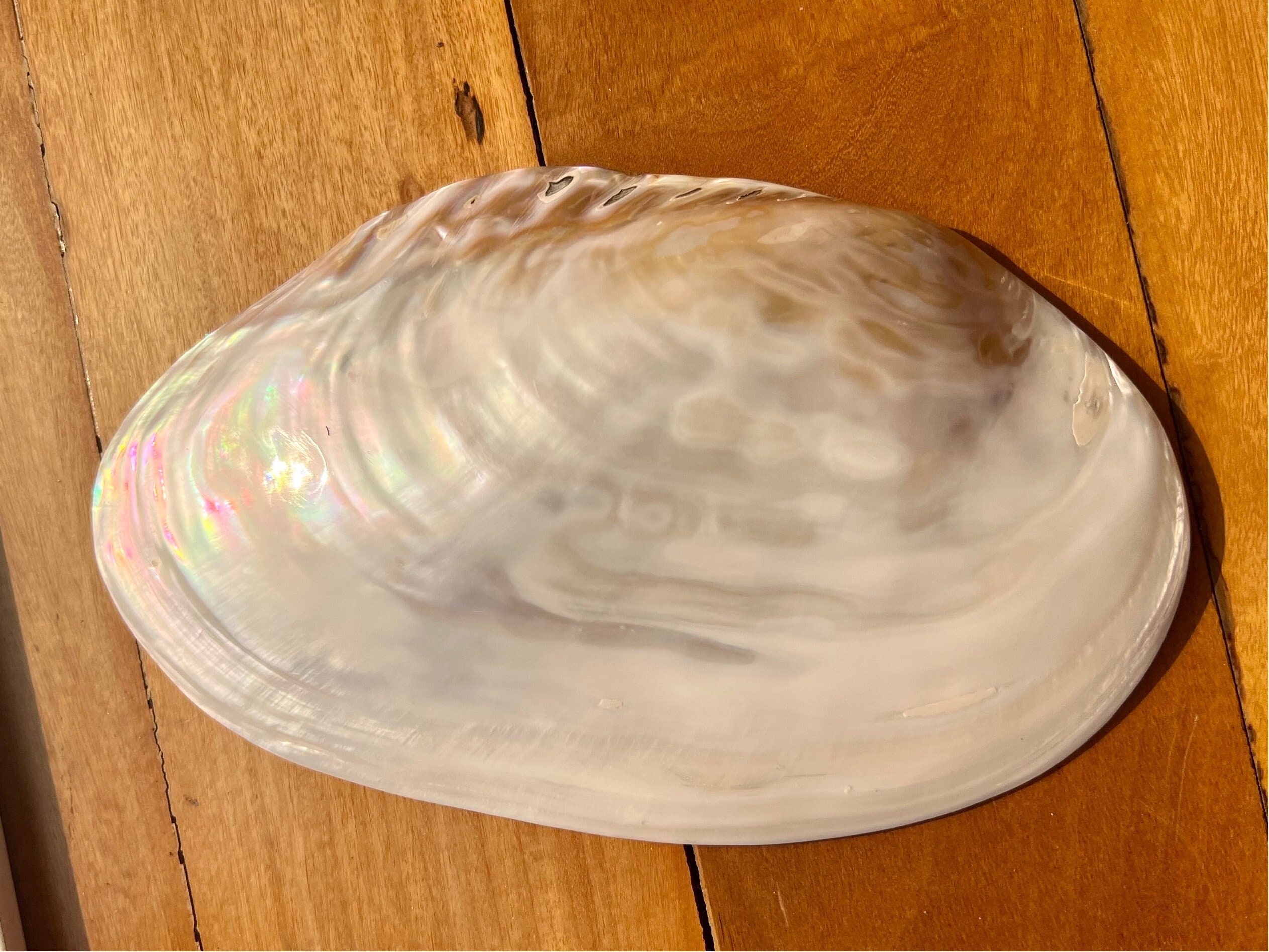 Premium Seashell for Luxury Home Decor and Jewelry Tray XXL Pacific ...