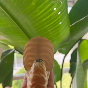 Nautilus Shell Rare Deep Sea Shell Specimen - Etsy UK