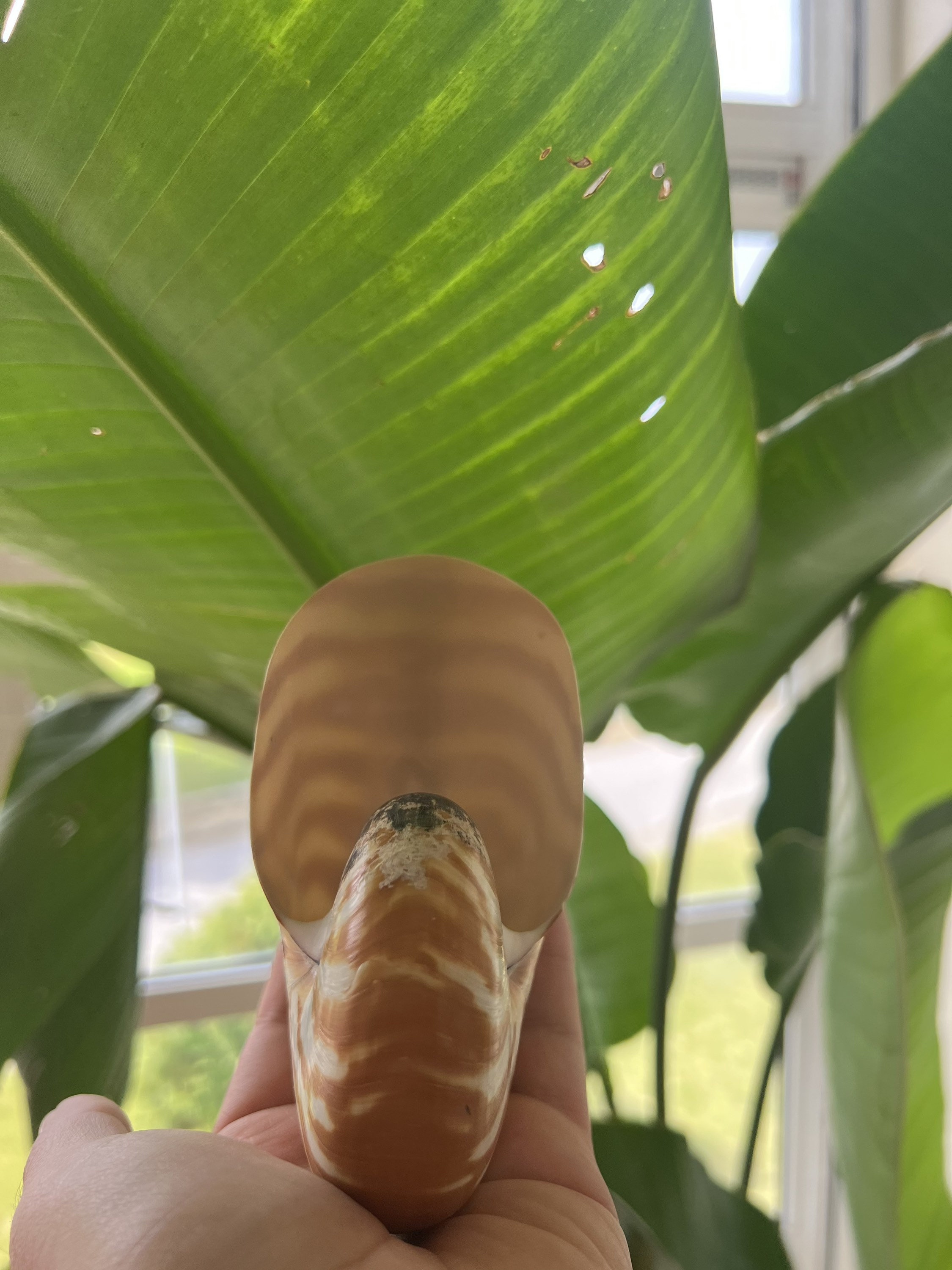 Nautilus Shell Rare Deep Sea Shell Specimen - Etsy