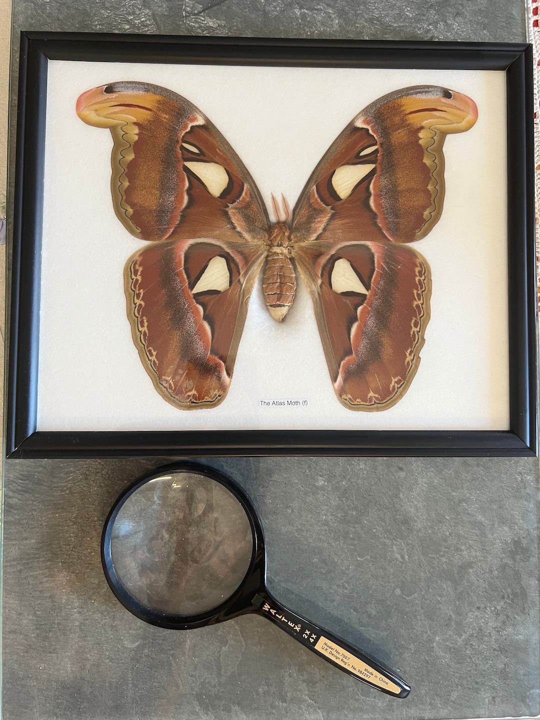 Giant Atlas Moth Wall Frame Decoration Real Butterfly Glass Wall Frame ...