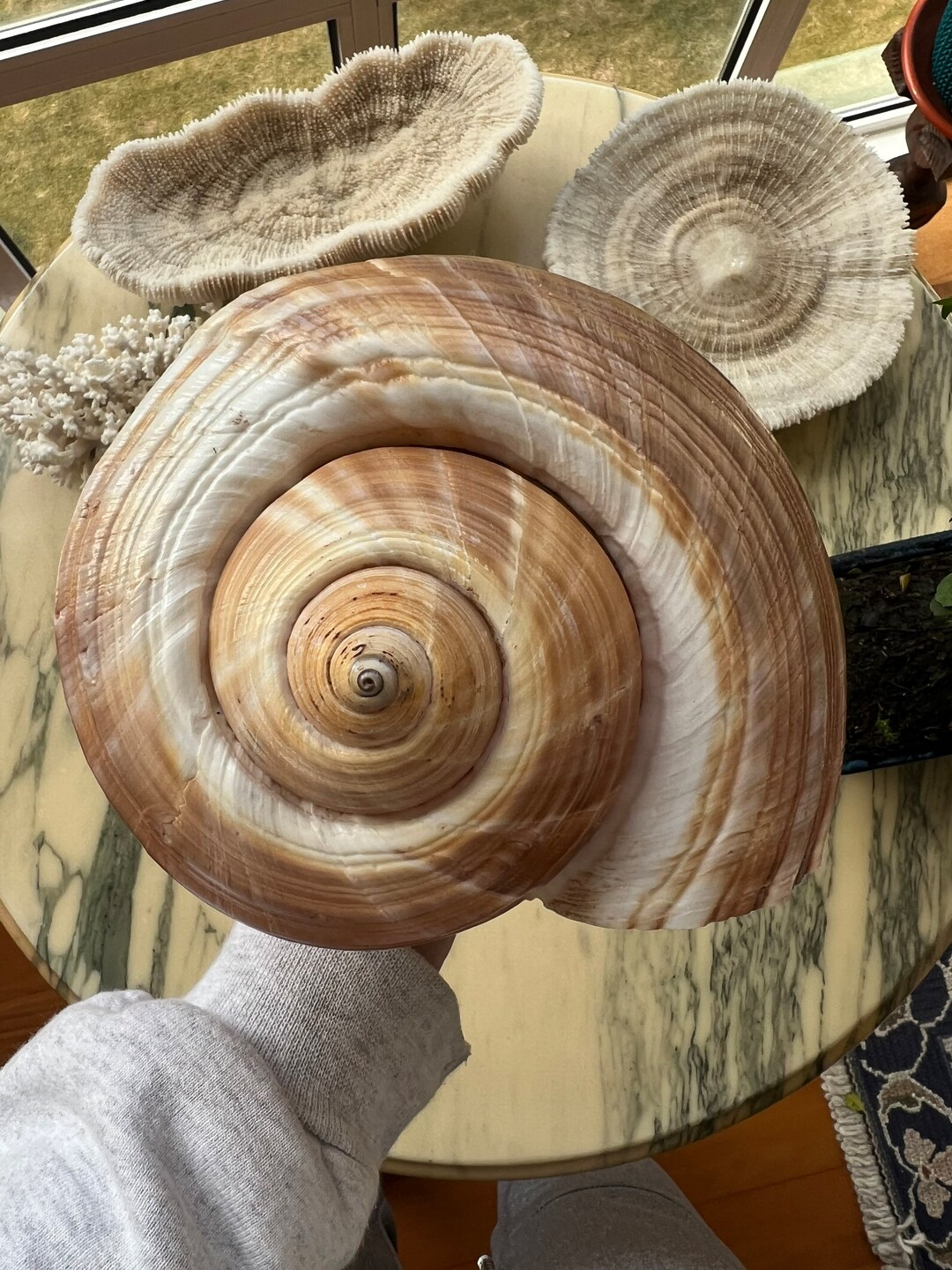 TONNA GALEA Shell - Extra Large Rare Specimen 174x150×130 Mm - Etsy