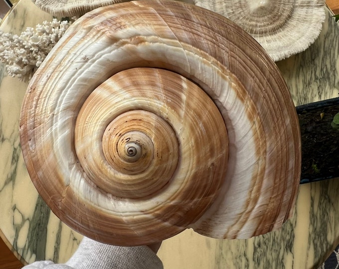 Nautilus Shell Rare Deep Sea Shell Specimen Tiger Stripped With Display ...