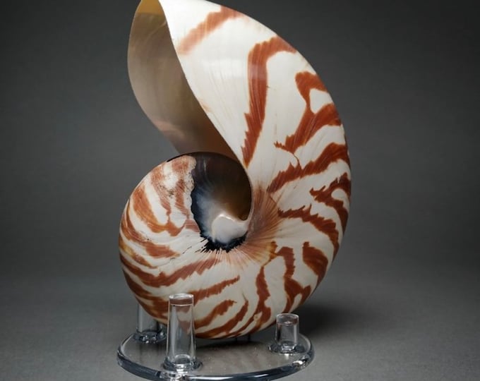 Nautilus Shell - Rare Deep Sea Shell Specimen - Tiger Stripped With ...