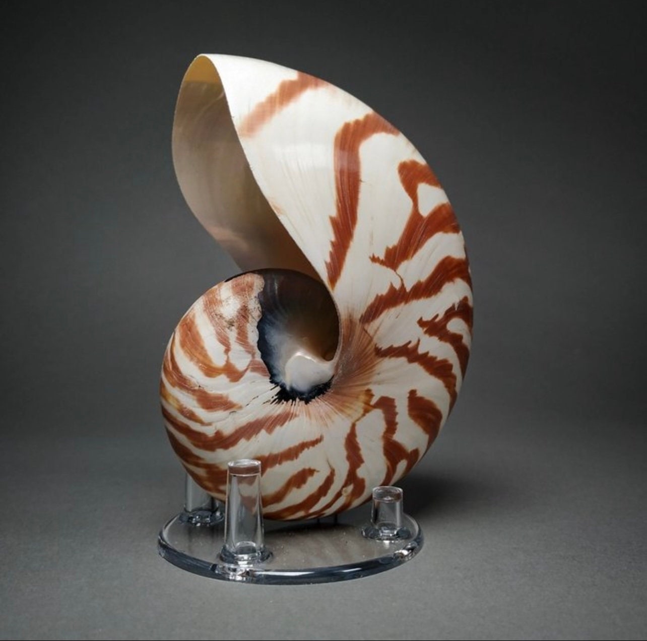 Nautilus Shell - Rare Deep Sea Shell Specimen - Tiger Stripped With ...