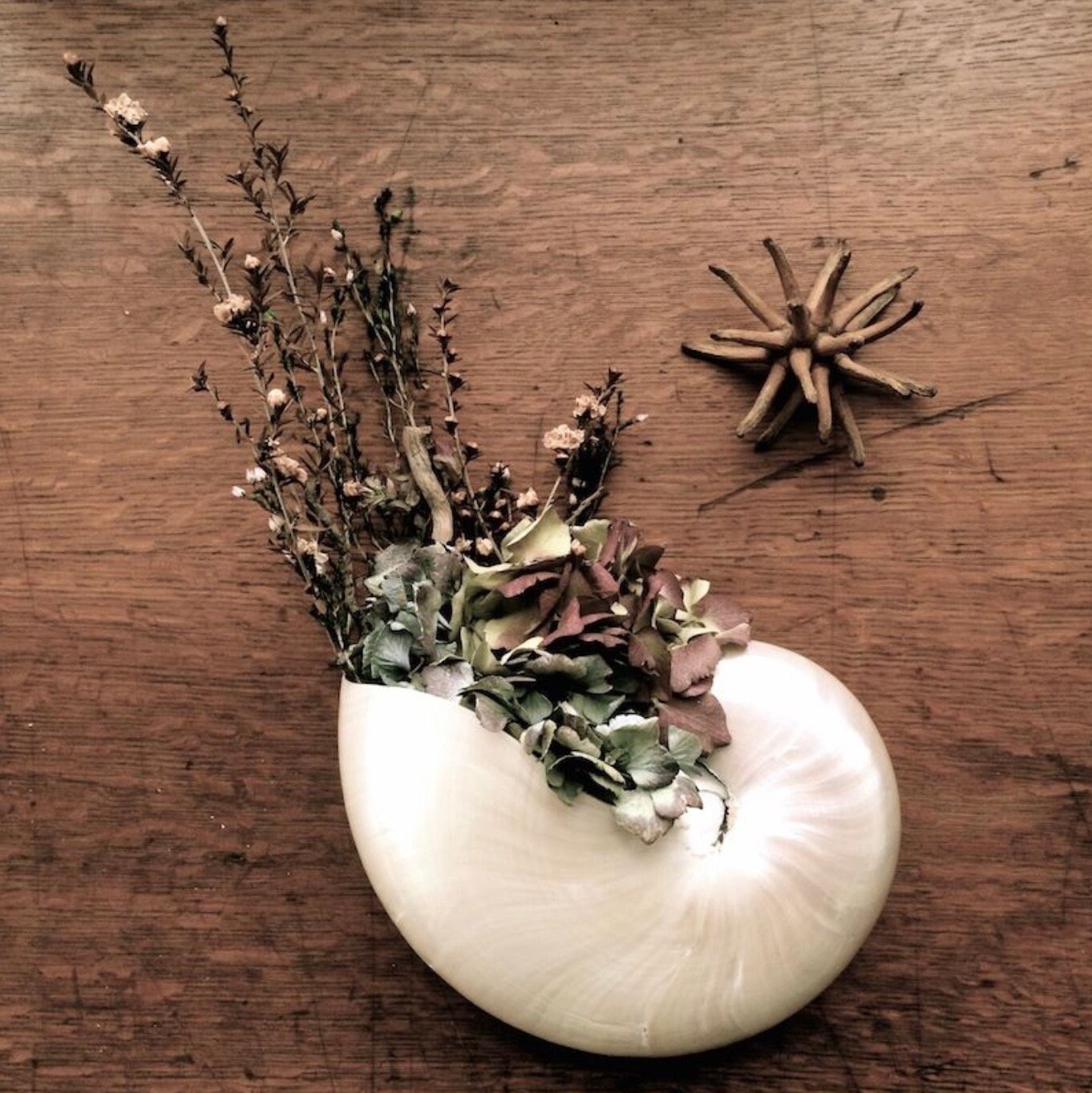 Nautilus Pearl Polished Shell Rare Deep Sea Shell Specimen - Etsy