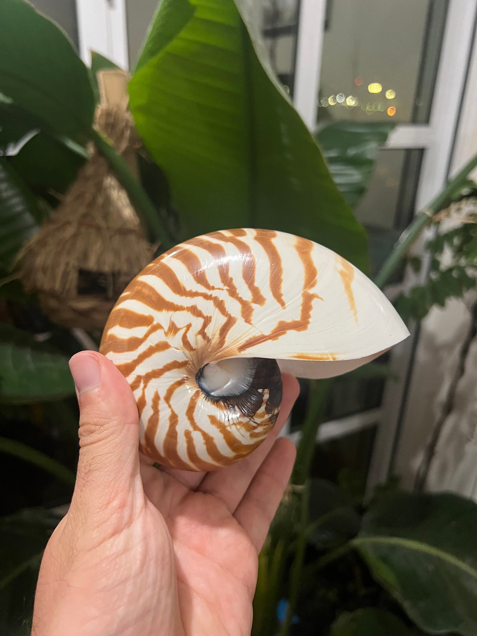 Nautilus Shell - Rare Deep Sea Shell Specimen - Tiger Stripped With ...