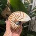Nautilus Shell Rare Deep Sea Shell Specimen Tiger Stripped With Display ...