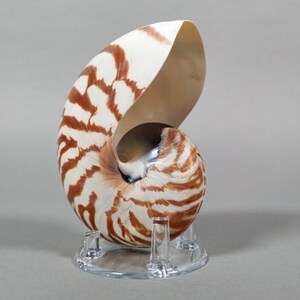 Nautilus Shell Rare Deep Sea Shell Specimen Tiger Stripped With Display ...
