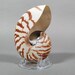 Nautilus Shell Rare Deep Sea Shell Specimen Tiger Stripped With Display ...